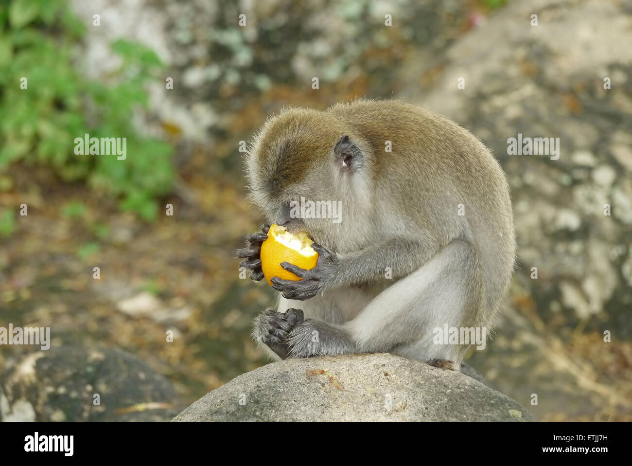 Portrait of a Monkey Stock Photo - Alamy