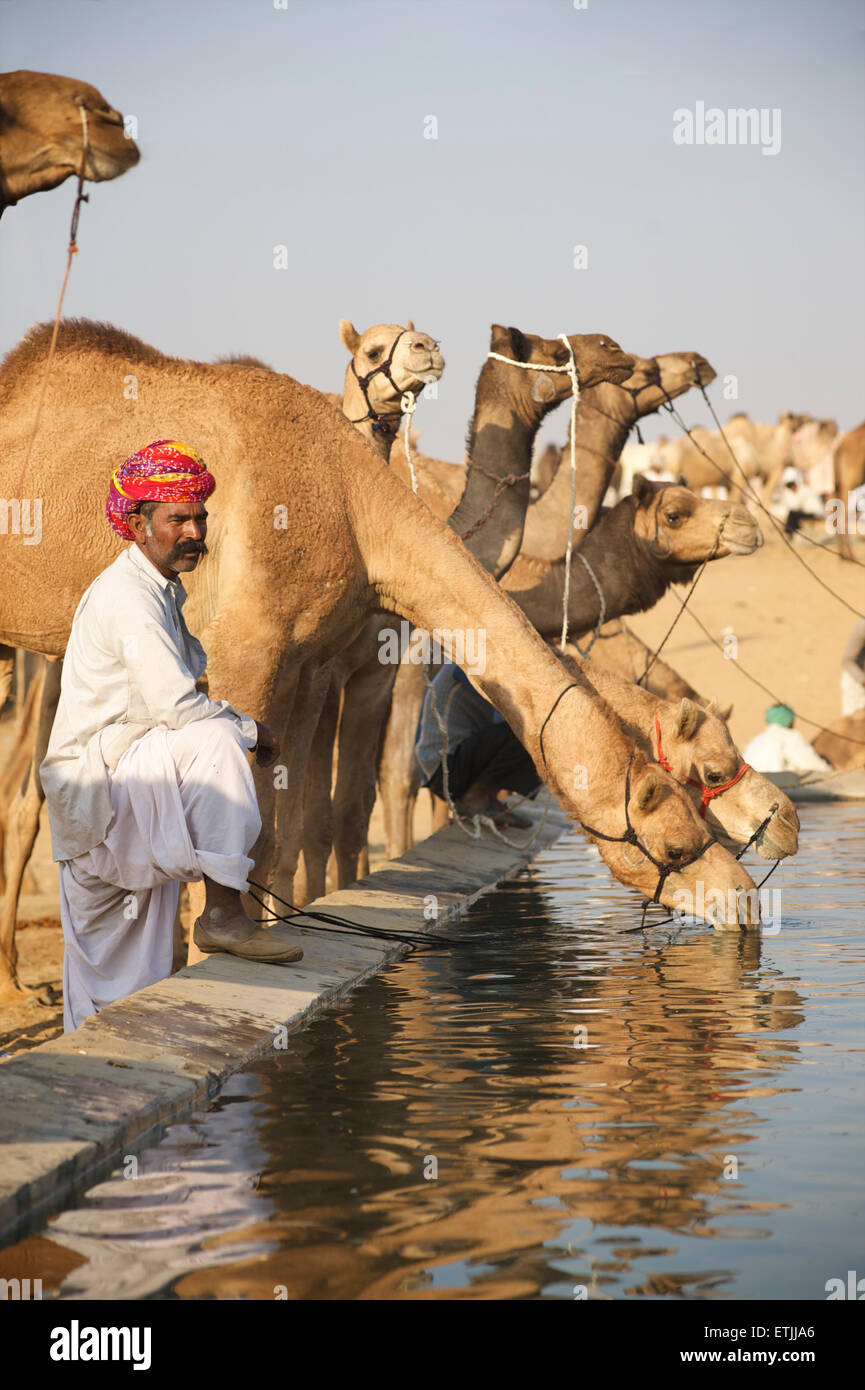 Camels at water trough, Pushkar Camel Fair, Rajasthan, India Stock ...