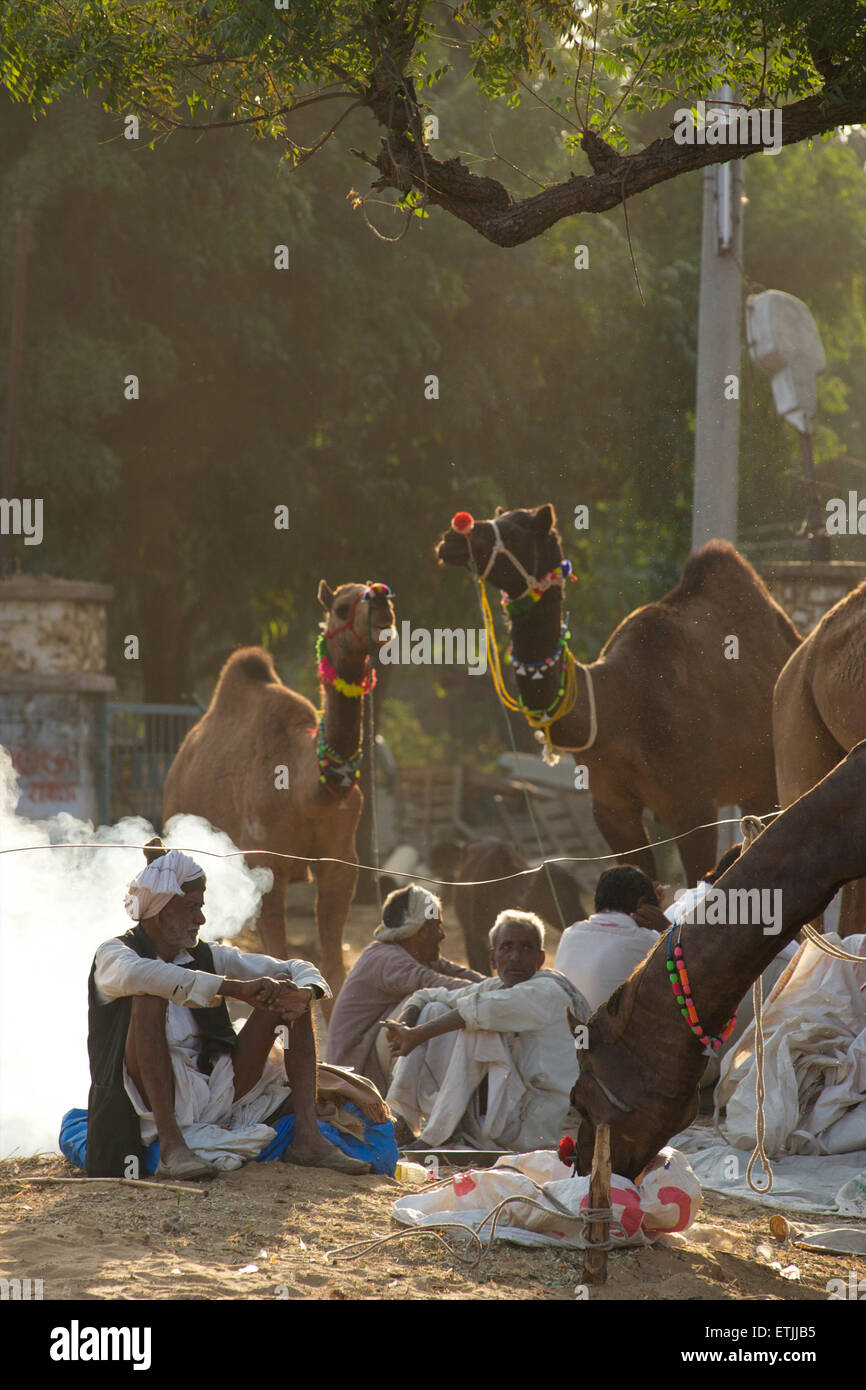 Pushkar Camel Fair, Pushkar, Rajasthan, India Stock Photo - Alamy
