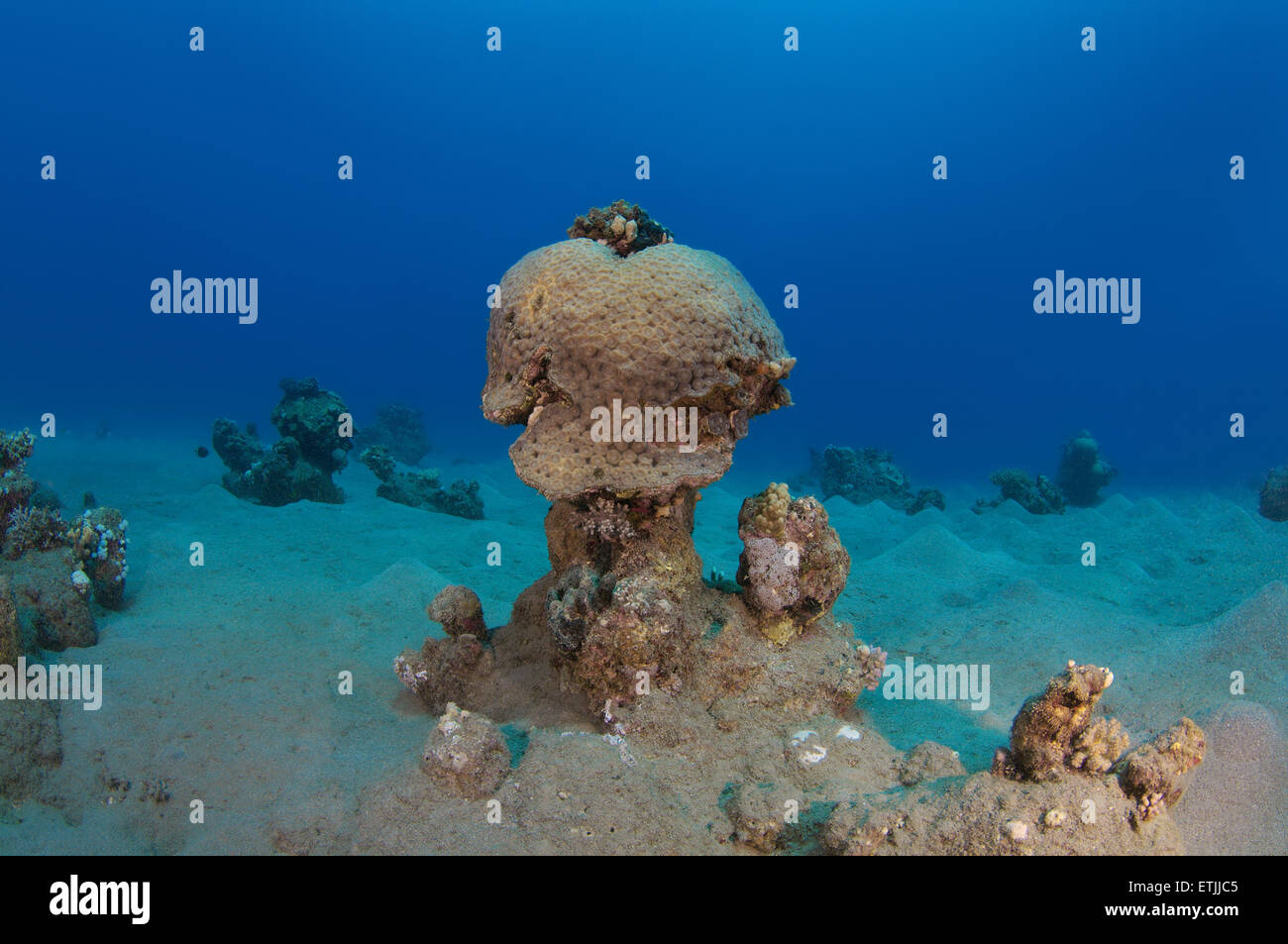 Single coral on a sandy bottom, Red sea, Marsa Alam, Abu Dabab, Egypt ...