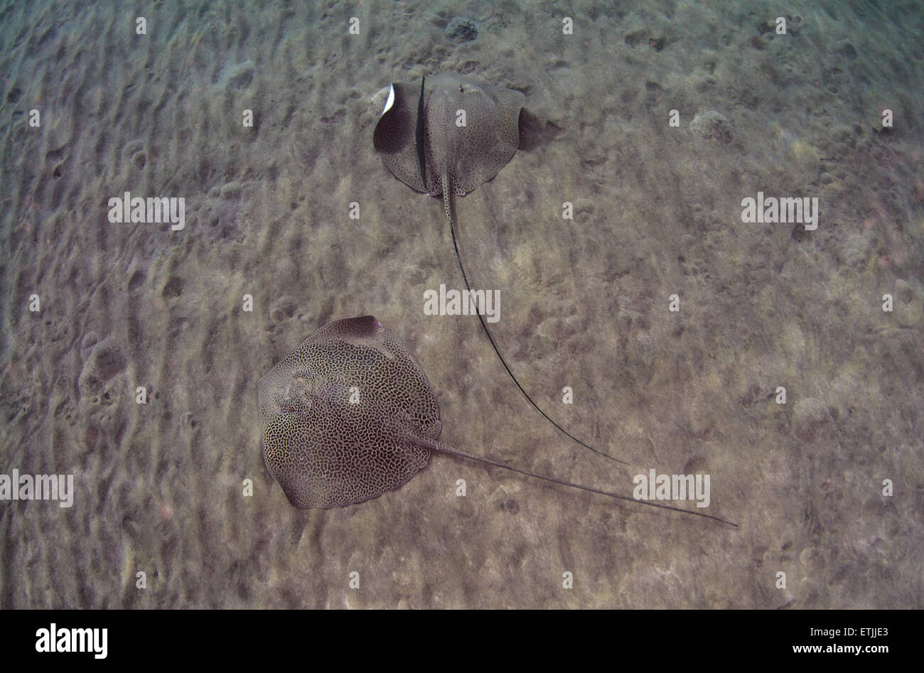 Reticulate whipray hi-res stock photography and images - Alamy