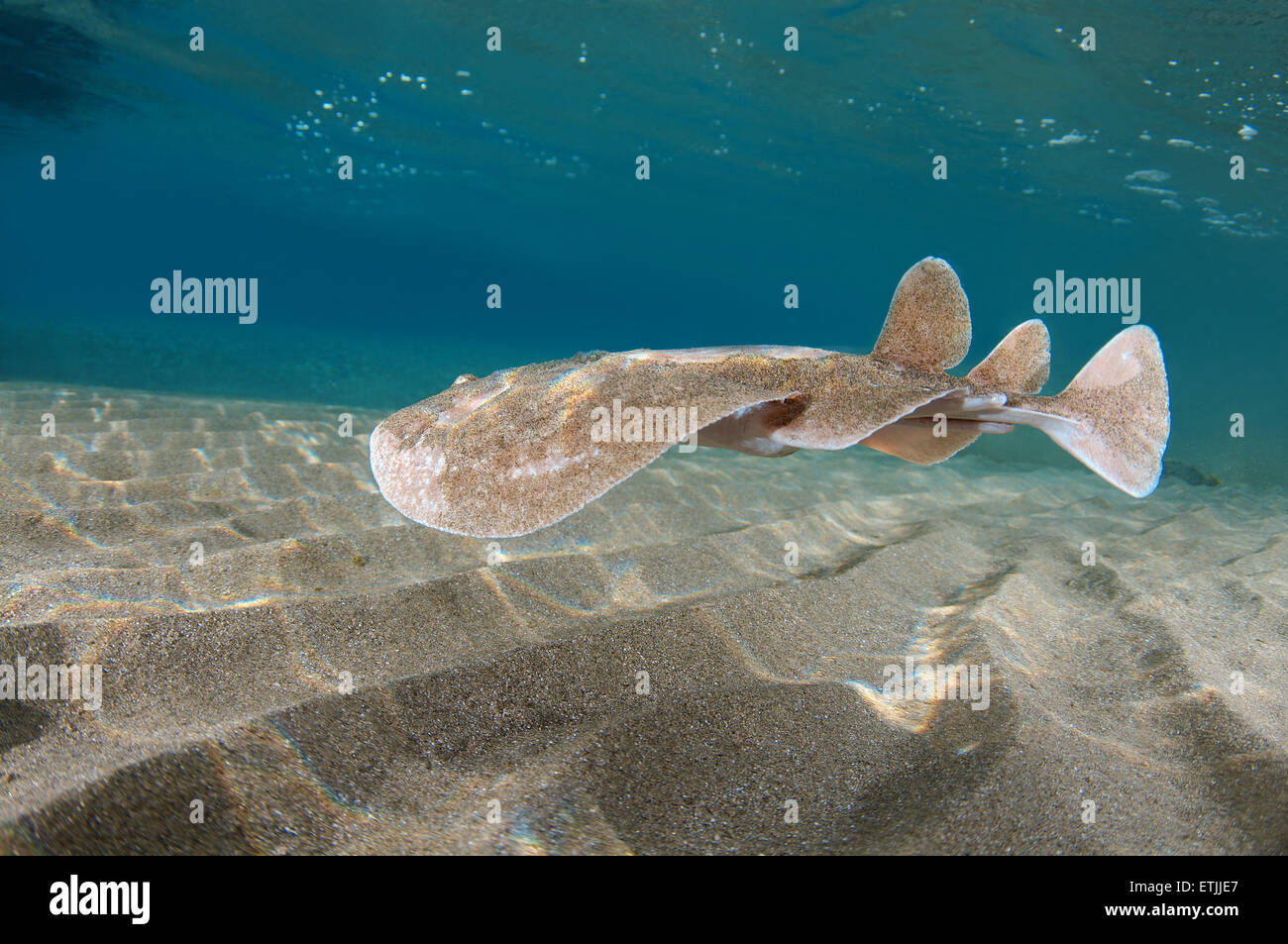 Leopard torpedo ray torpedo panthera hi-res stock photography and ...
