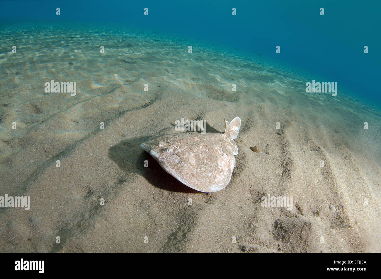 Leopard torpedo ray torpedo panthera hi-res stock photography and ...