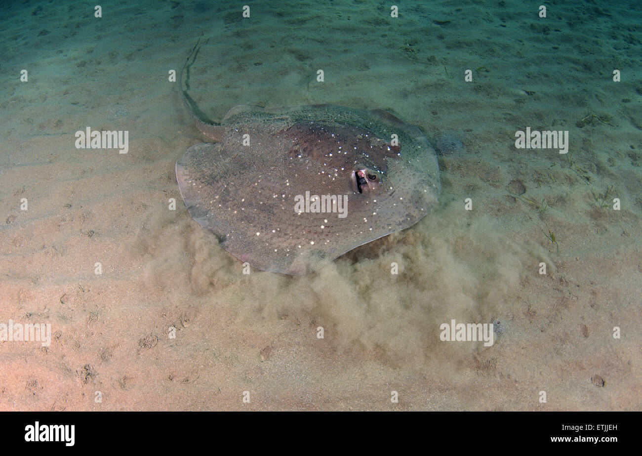 African ray or Porcupine ray (Urogymnus asperrimus) on the sandy bottom ...