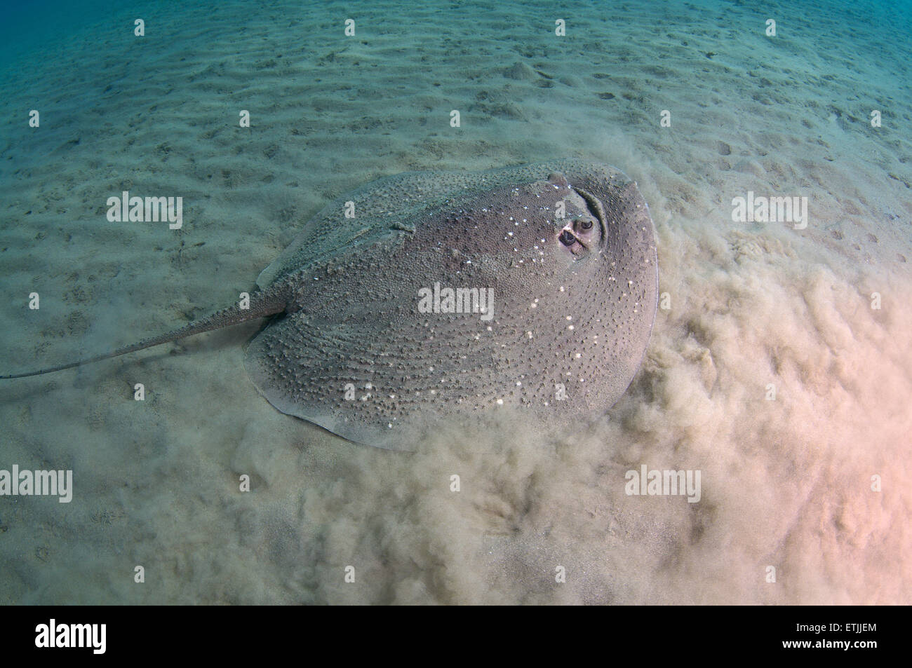 African ray or Porcupine ray (Urogymnus asperrimus) on the sandy bottom ...