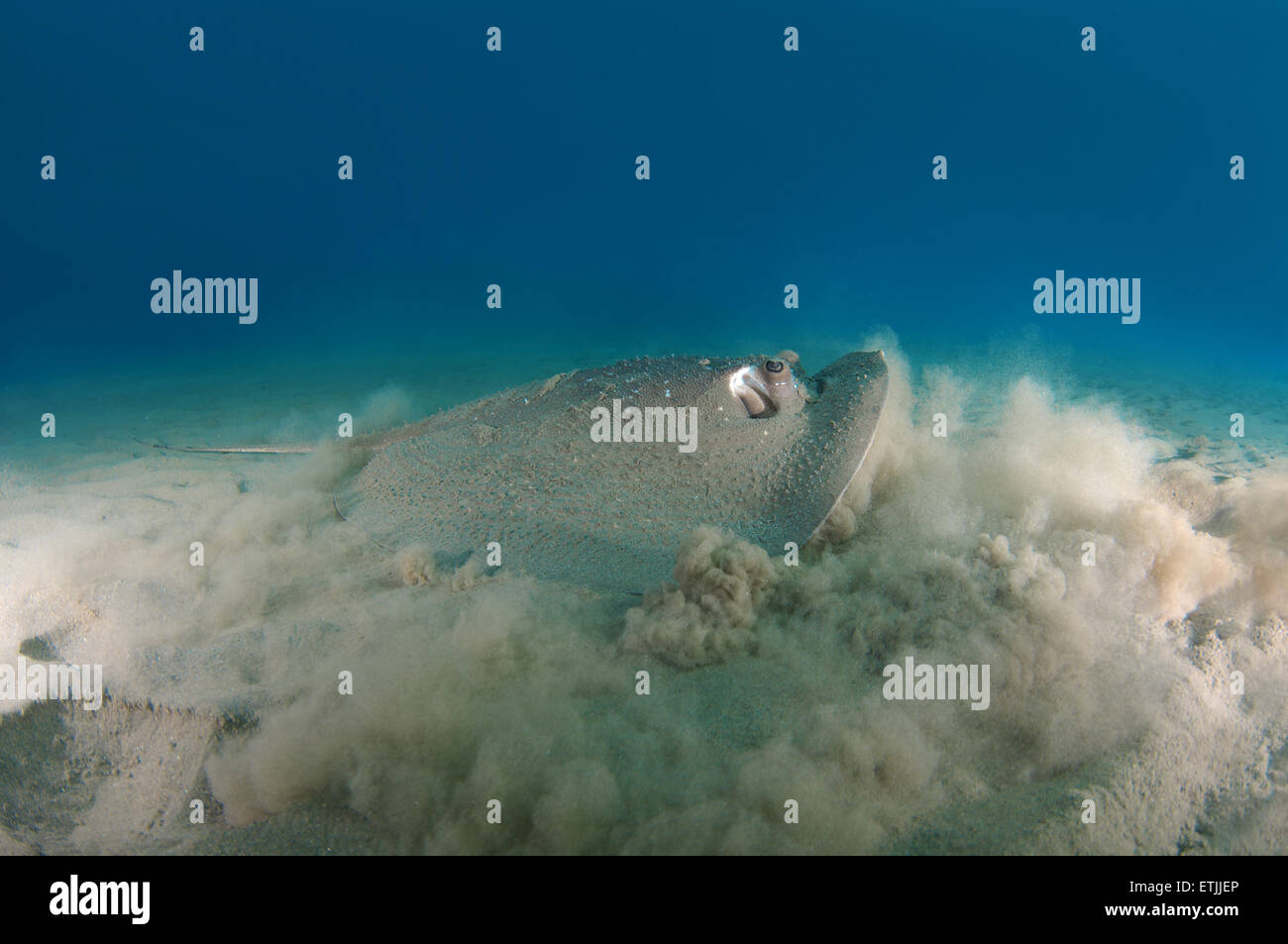 African ray or Porcupine ray (Urogymnus asperrimus) on the sandy bottom ...
