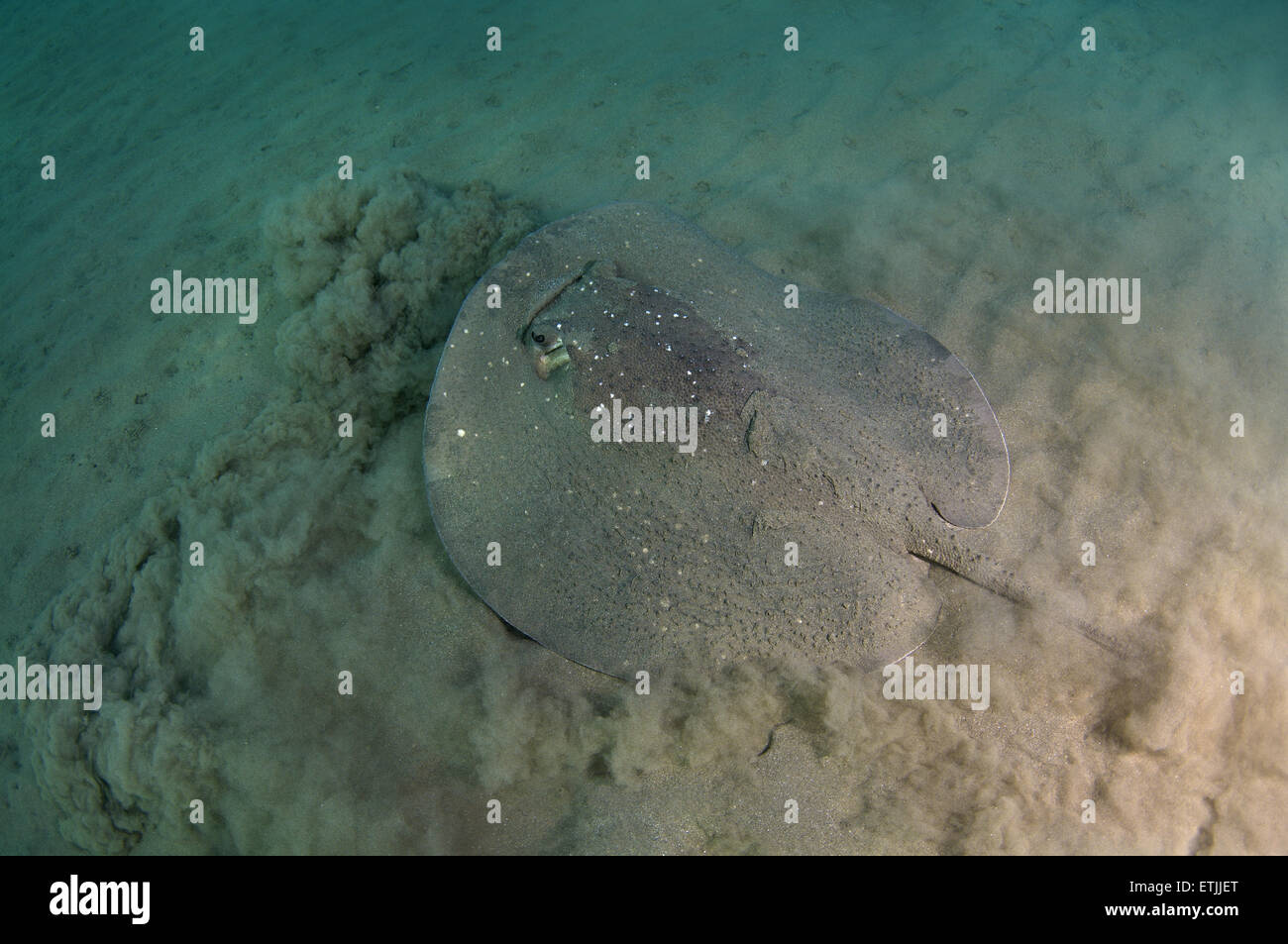 African ray or Porcupine ray (Urogymnus asperrimus) on the sandy bottom ...
