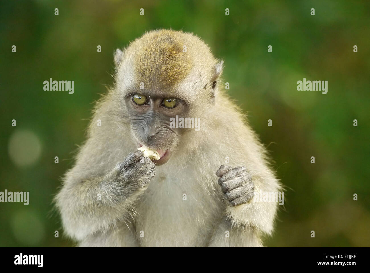 Portrait of a Monkey Stock Photo - Alamy