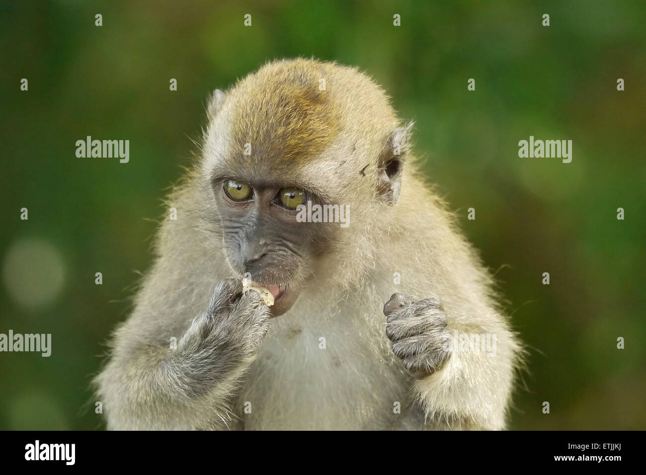 Portrait of a Monkey Stock Photo - Alamy