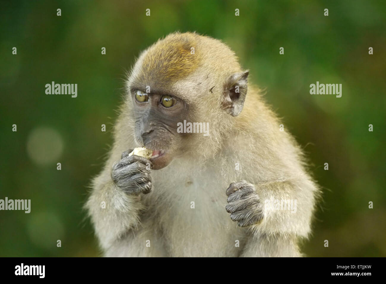Portrait of a Monkey Stock Photo - Alamy