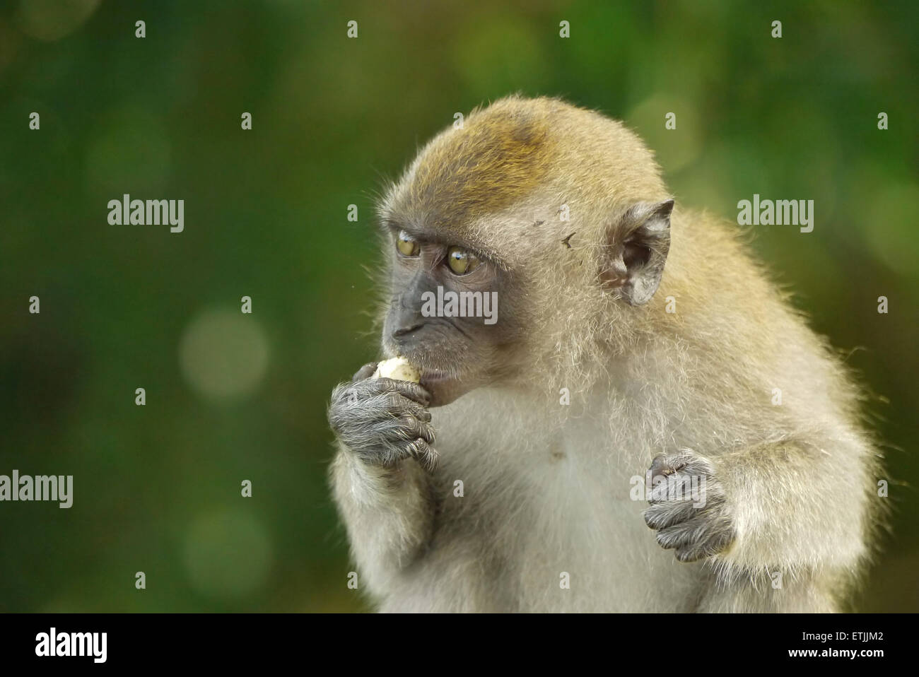 Portrait of a Monkey Stock Photo - Alamy