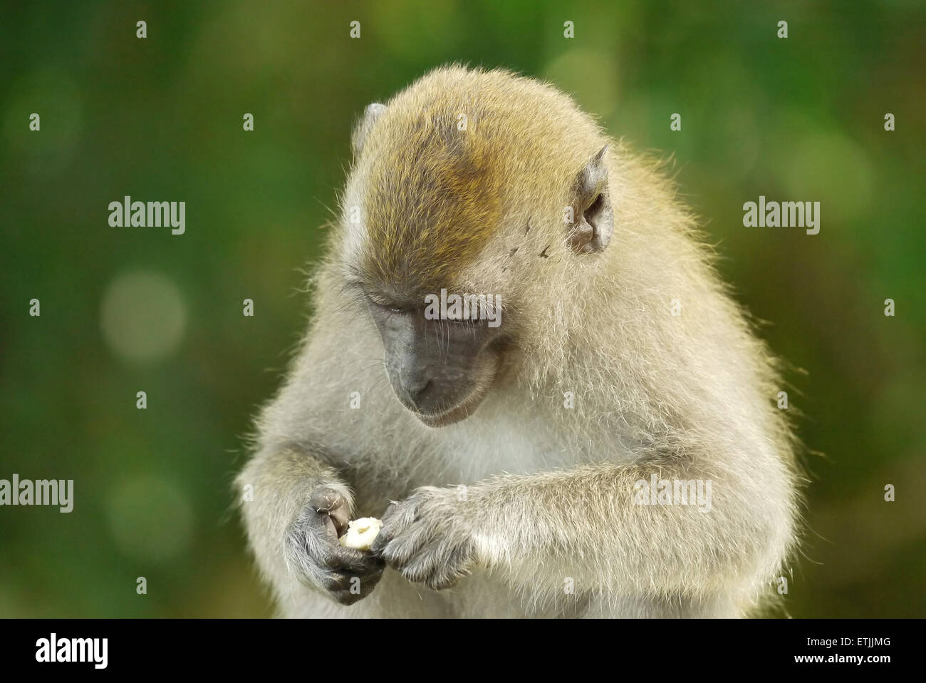 Portrait of a Monkey Stock Photo - Alamy