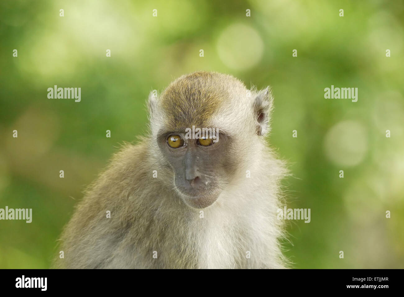 Weed monkey hi-res stock photography and images - Alamy