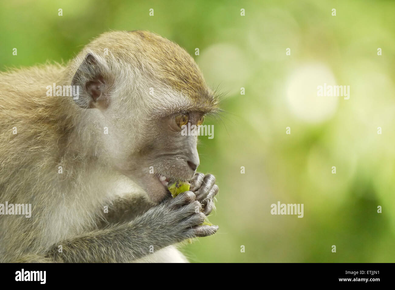 Portrait of a Monkey Stock Photo - Alamy