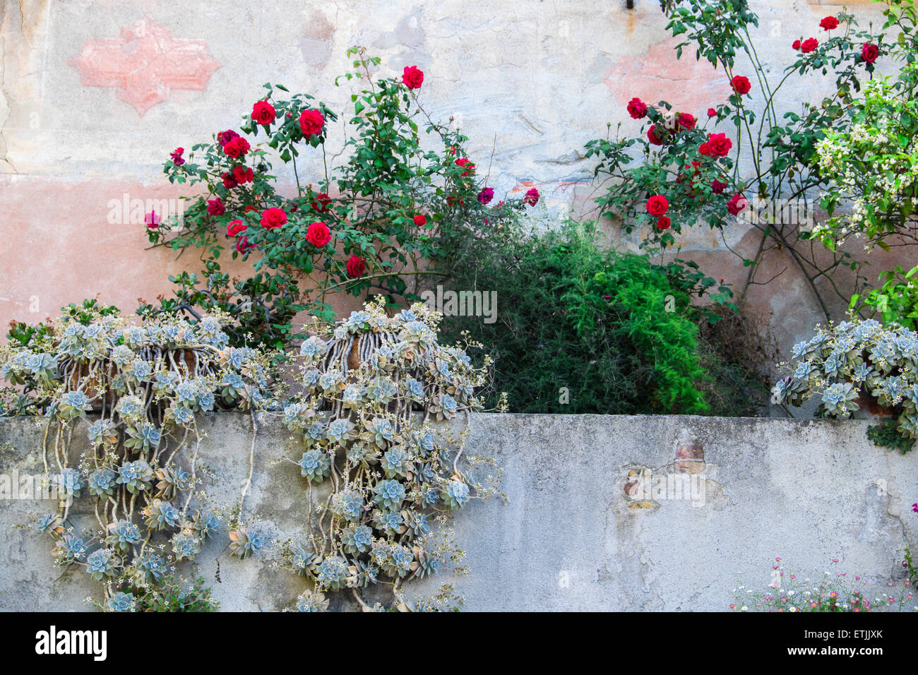 Wall with flowers, Camogli, Italy Stock Photo - Alamy