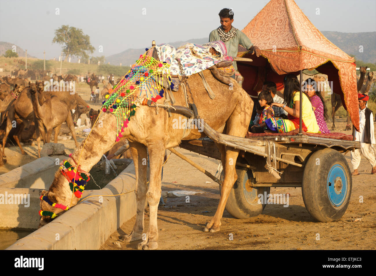 Transport by camel drawn cart at the Puskar Camel Fair, Rajasthan ...