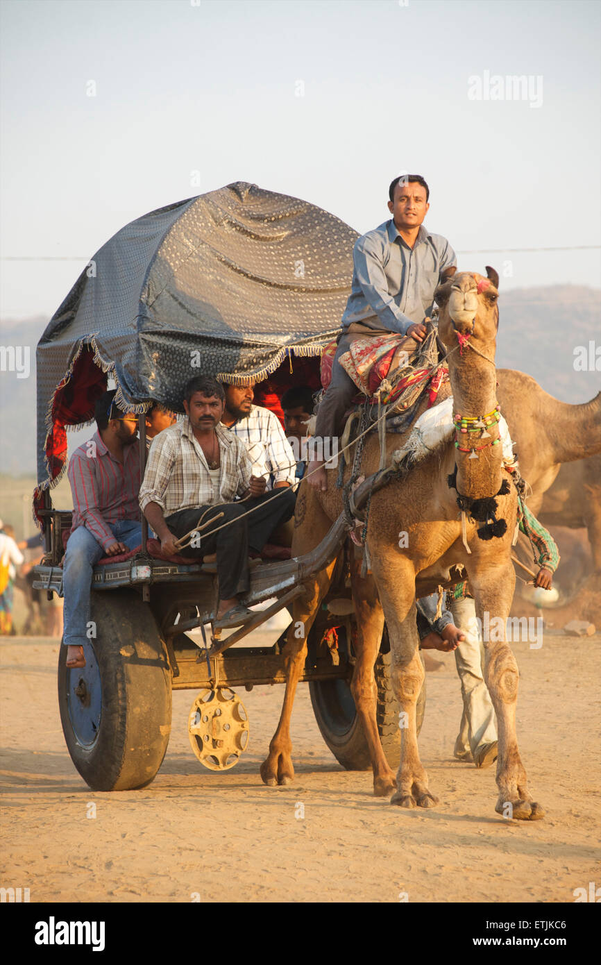 Transport by camel drawn cart at the Puskar Camel Fair, Rajasthan ...