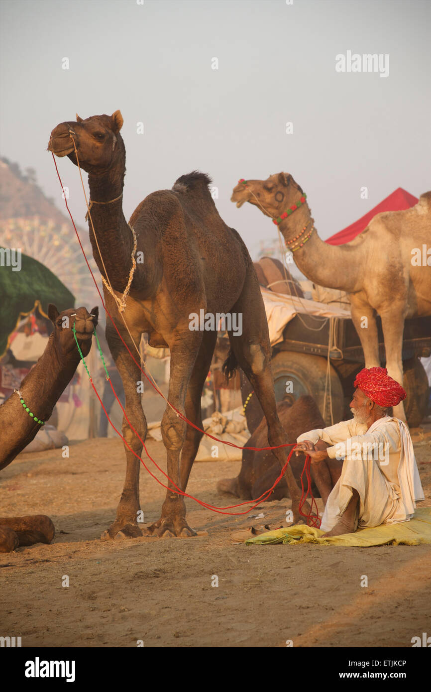 Camel market. Pushkar camel fair, Pushkar, Rajasthan, India Stock Photo ...
