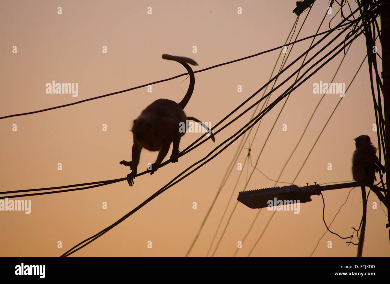 Silhouetted of monkey climbing on overhead cables, Pushkar, India Stock ...