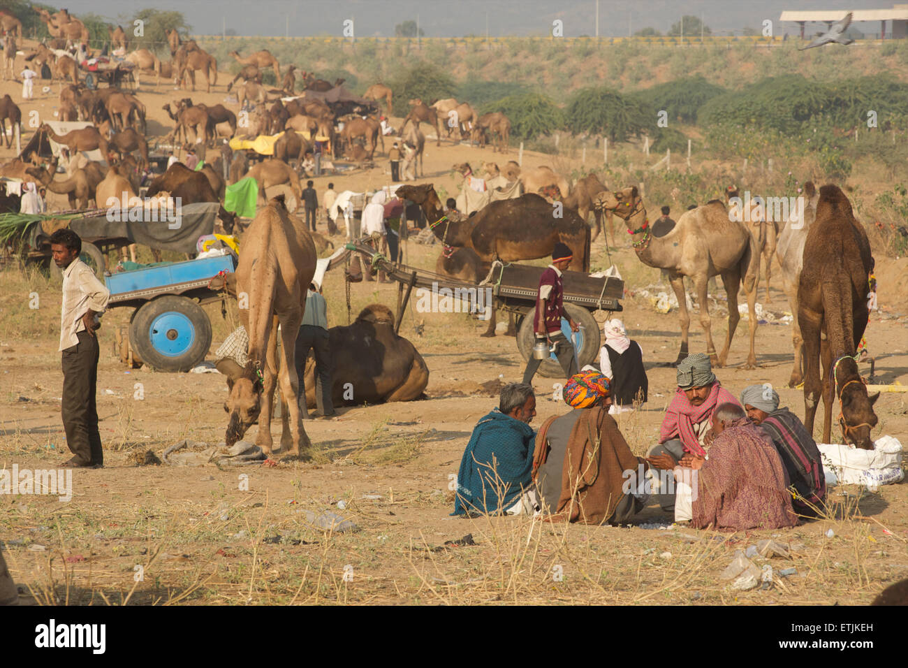 Pushkar Camel Fair, Rajasthan, India Stock Photo - Alamy