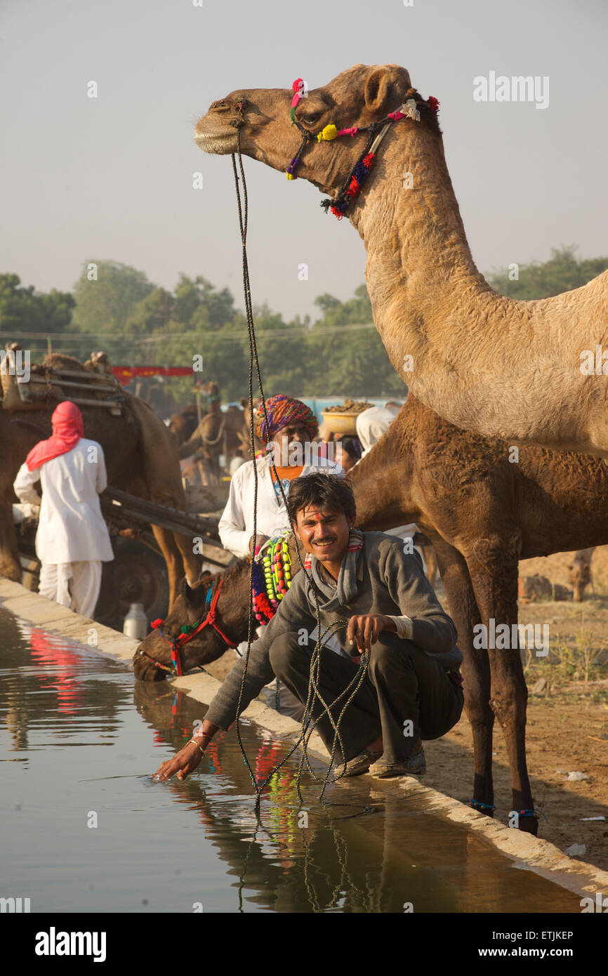 Camels at water trough, Pushkar Camel Fair, Rajasthan, India Stock ...
