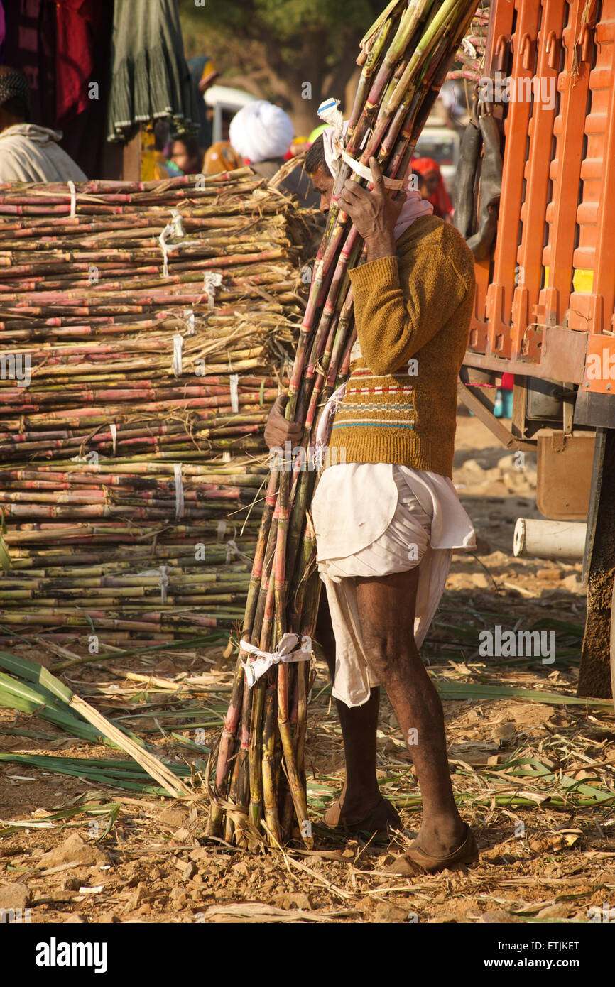 Sugar cane seller, Pushkar market, Rajasthan, India Stock Photo - Alamy