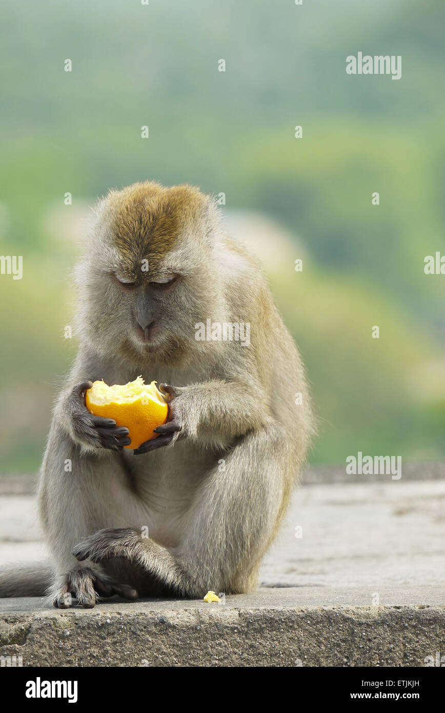 Monkey orange fruit hi-res stock photography and images - Alamy