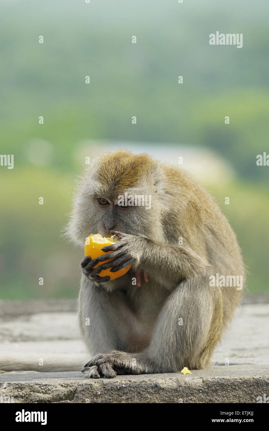 Monkey orange fruit hi-res stock photography and images - Alamy