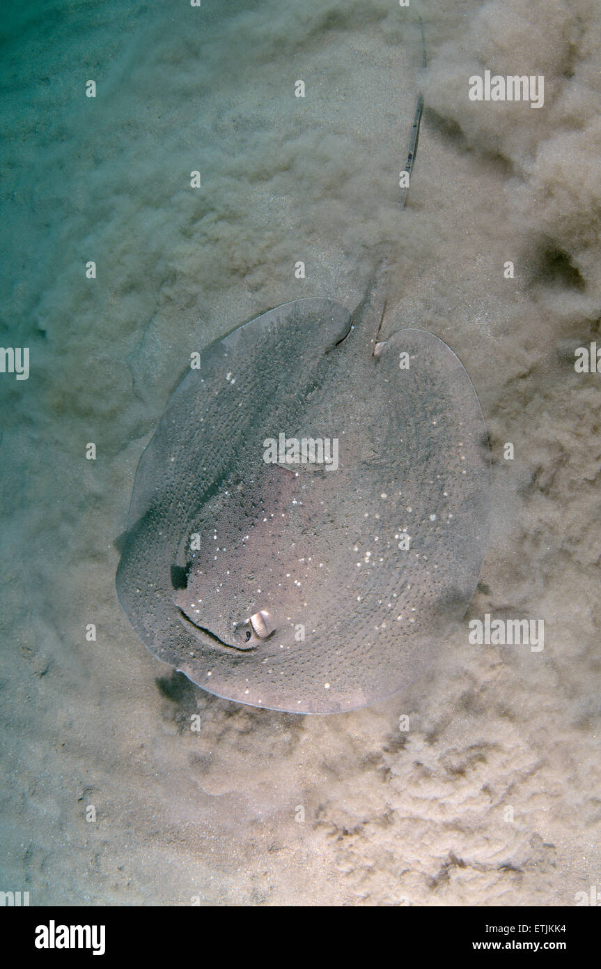 African ray or Porcupine ray (Urogymnus asperrimus) on the sandy bottom ...