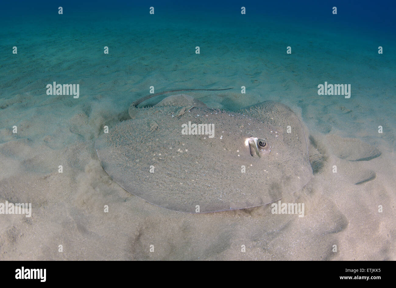 African ray or Porcupine ray (Urogymnus asperrimus) on the sandy bottom ...