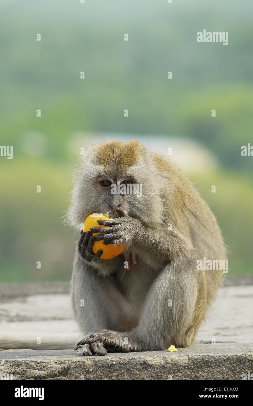 Portrait of a Monkey Eating an Orange Stock Photo - Alamy