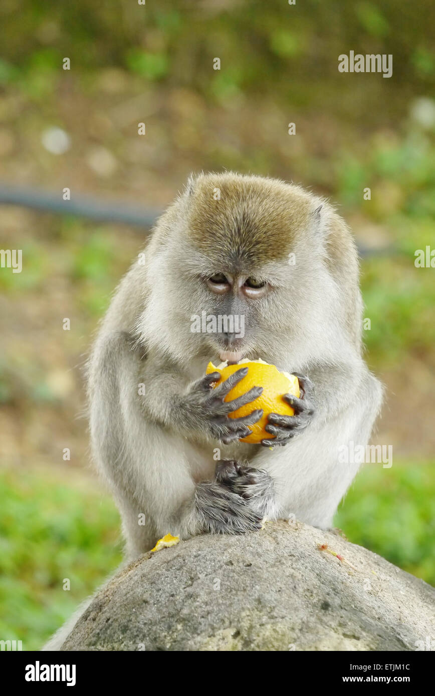 Portrait of a Monkey Eating an Orange Stock Photo - Alamy