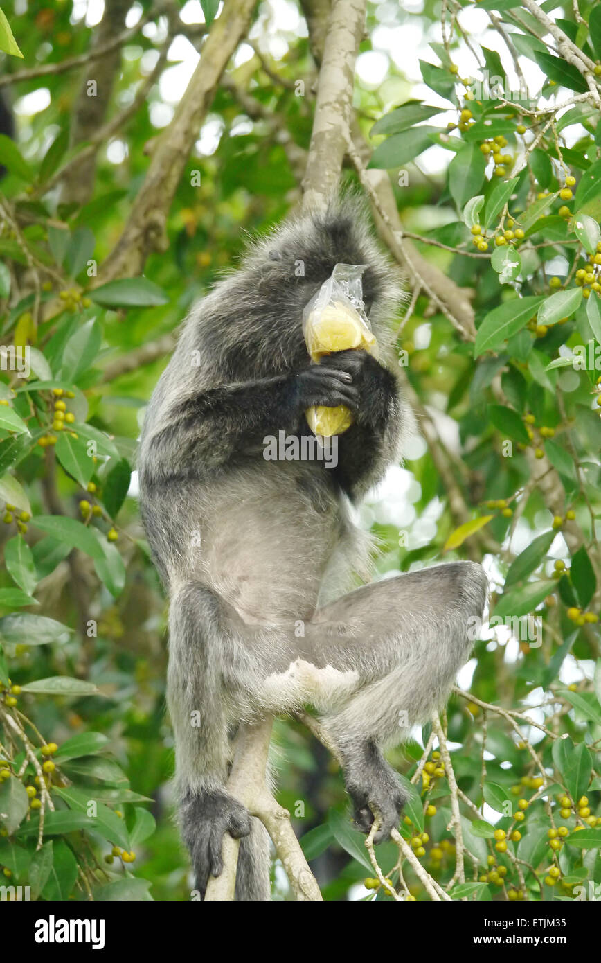 Portrait of a Silver Leaf Monkey Stock Photo - Alamy