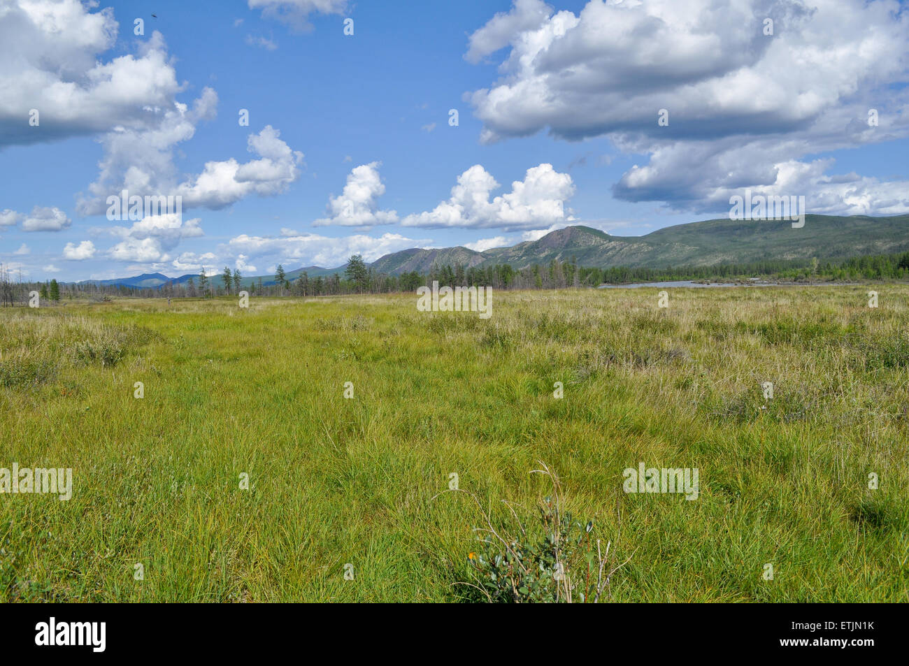 Northern landscape. Swampy plain under the blue sky with rare trees and ...