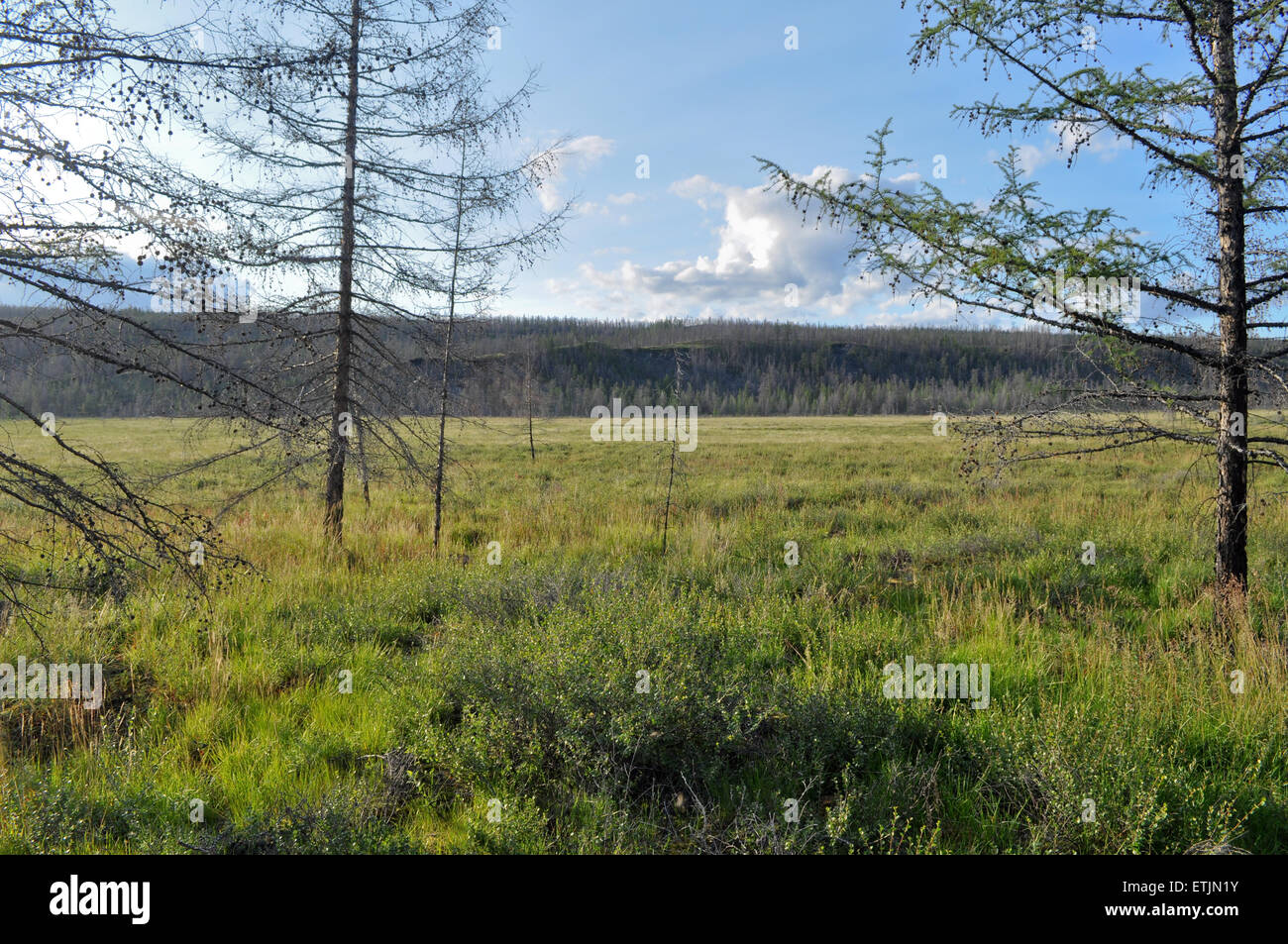 Northern landscape. Swampy plain under the blue sky with rare trees and ...