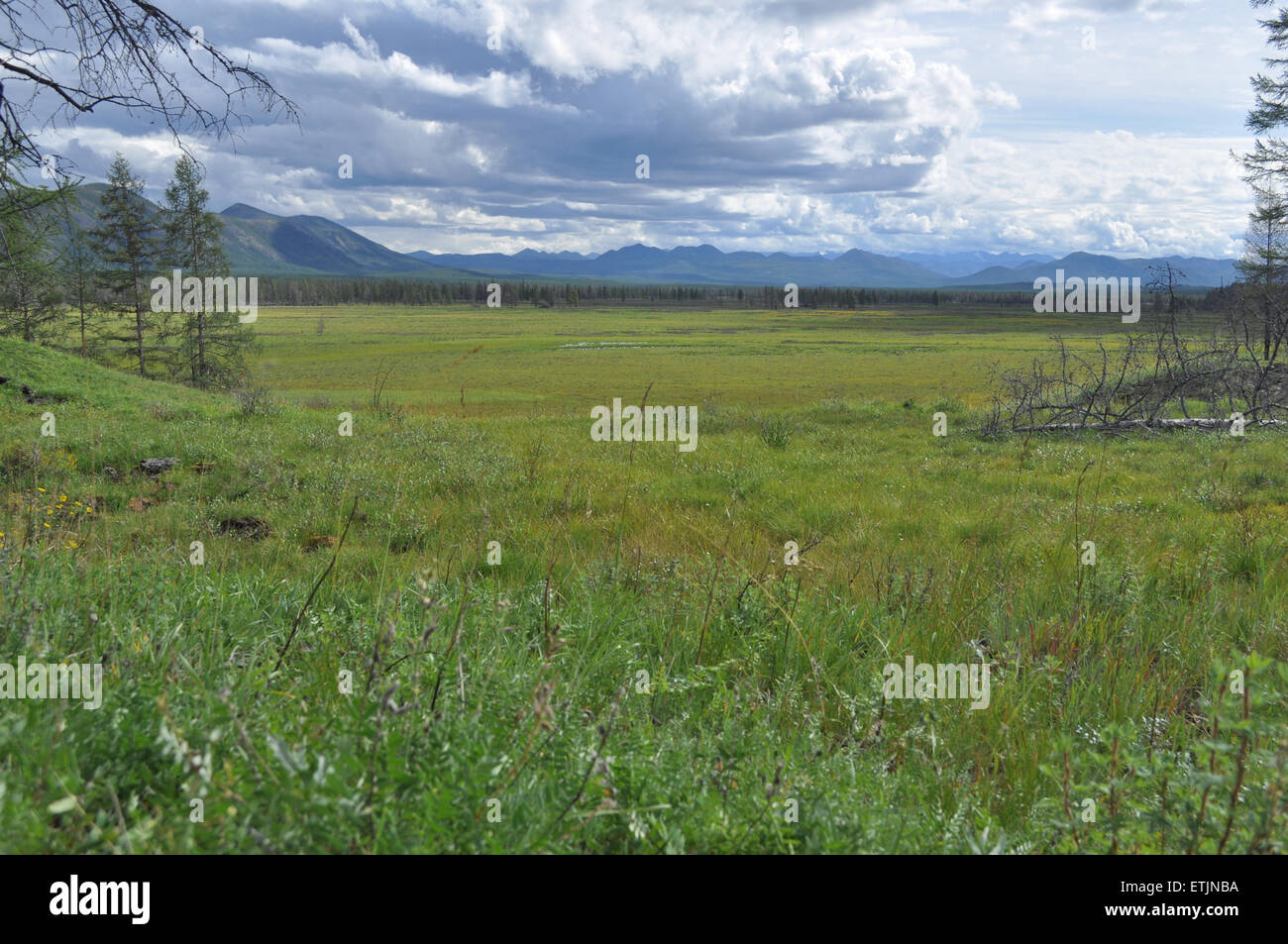 Northern landscape. Swampy plain under the blue sky with rare trees and ...