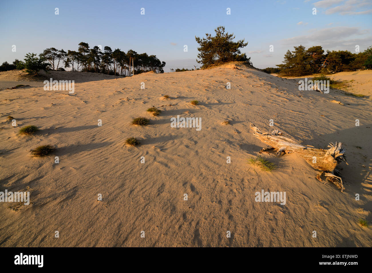 Wind and low evening light create beautiful shapes in the drifting sand ...