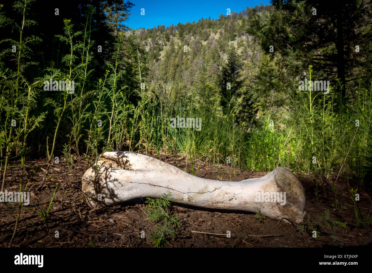 A bison bone sitting abandoned next to the Yellowstone River Stock ...