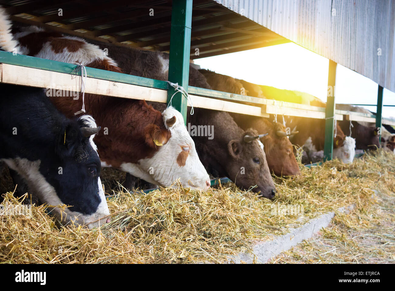 Holstein cow and barn hi-res stock photography and images - Alamy