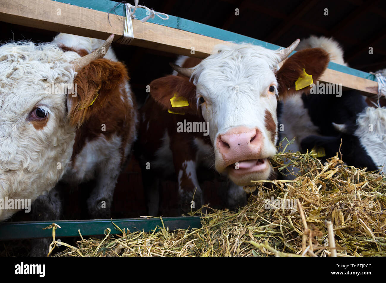 Cow chew hi-res stock photography and images - Alamy