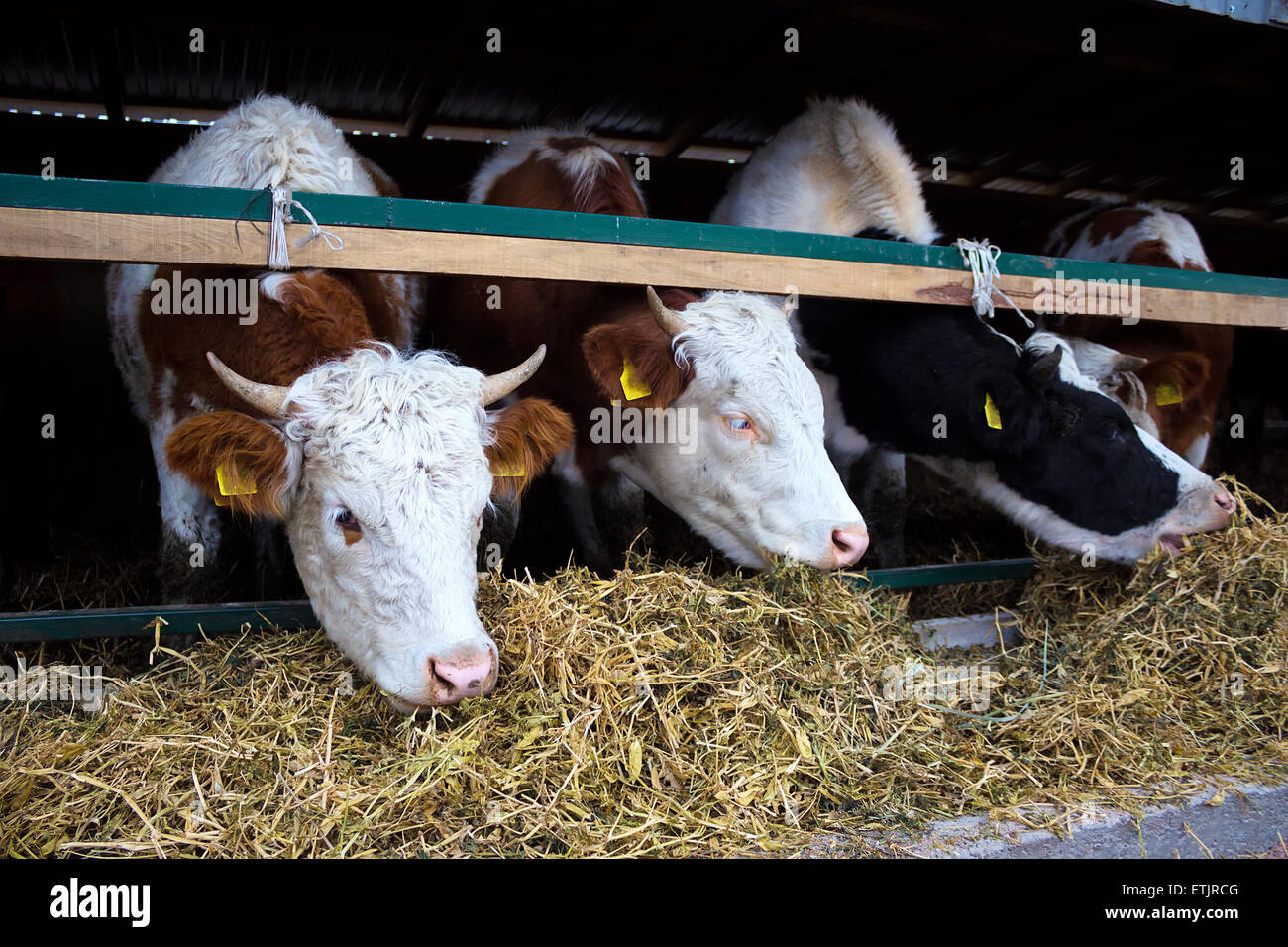 Holstein cows eating hay hi-res stock photography and images - Alamy