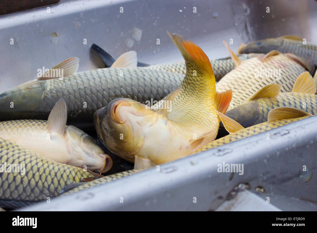 Fresh fish carp Stock Photo - Alamy