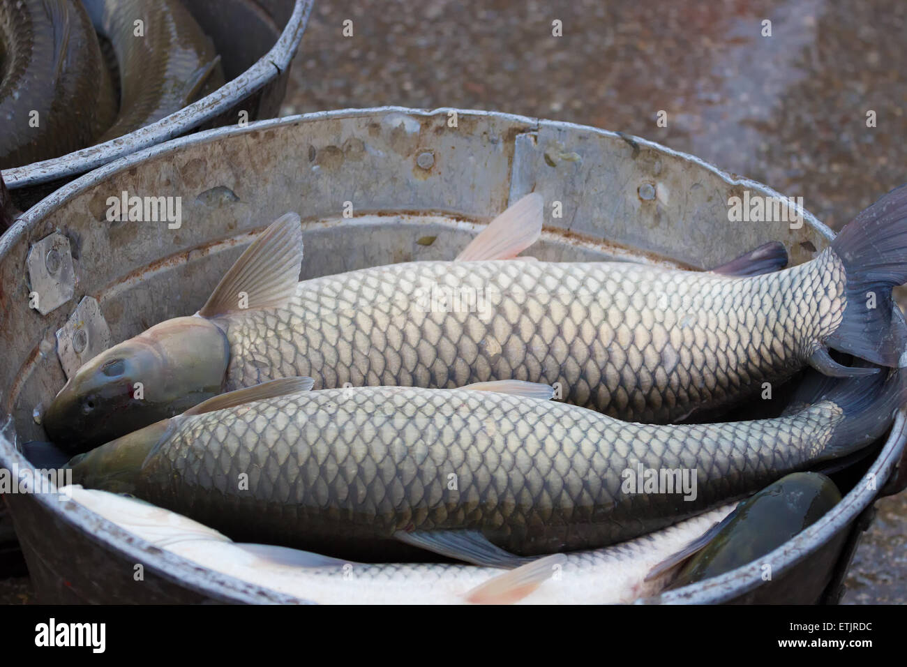Agriculture fish hi-res stock photography and images - Alamy