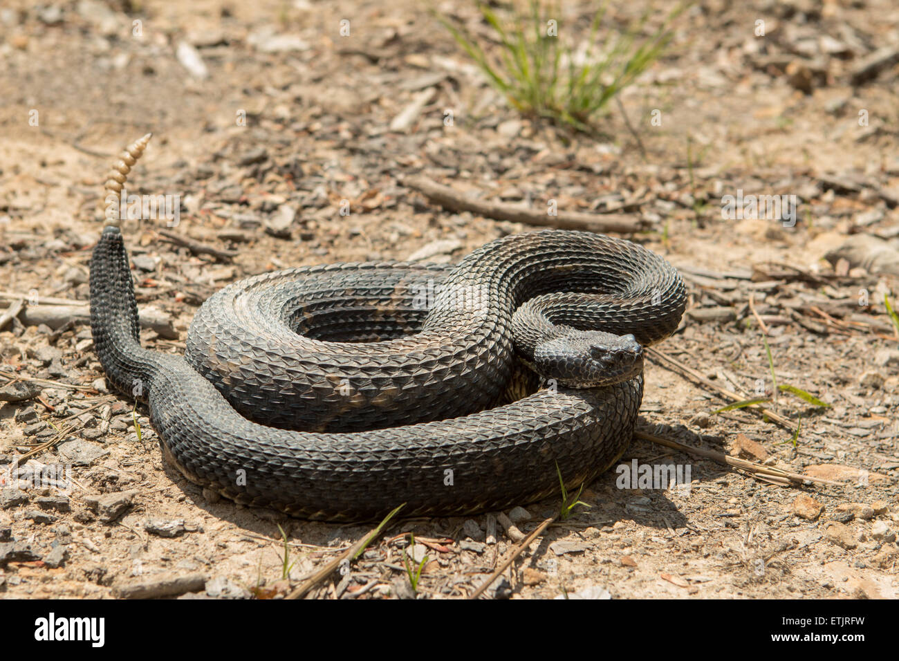 Rattlesnake fangs hi-res stock photography and images - Alamy