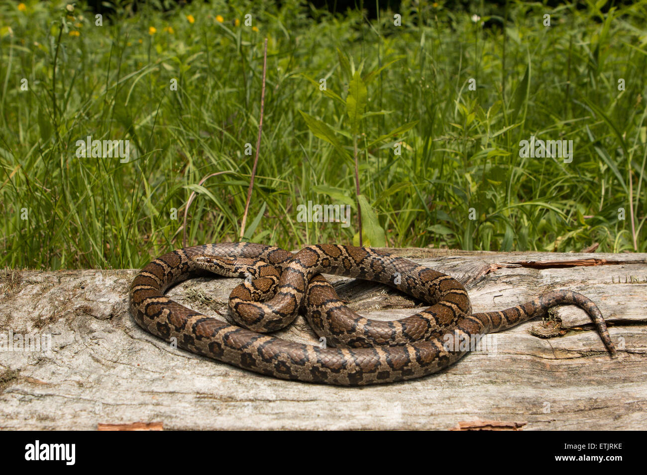 Adult eastern milk snake on a log - Lampropeltis triangulum Stock Photo ...