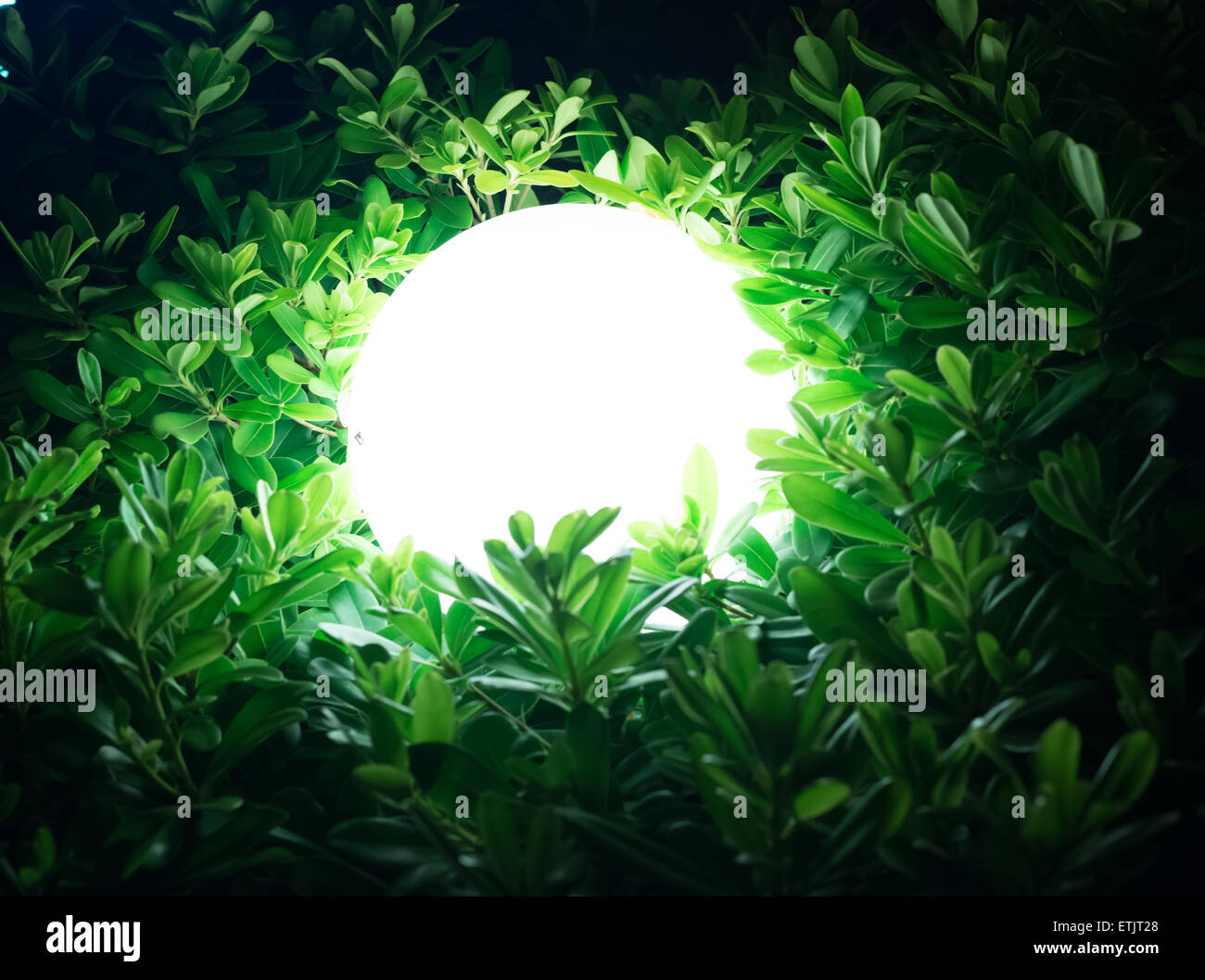 Light bulb bush hi-res stock photography and images - Alamy