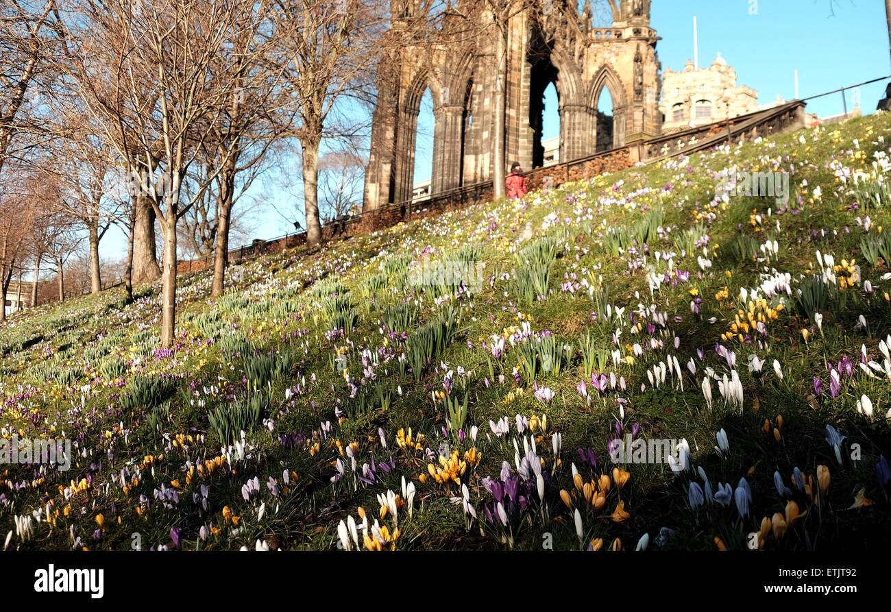 Spring flowers are starting to bloom in Princes Street Gardens in ...