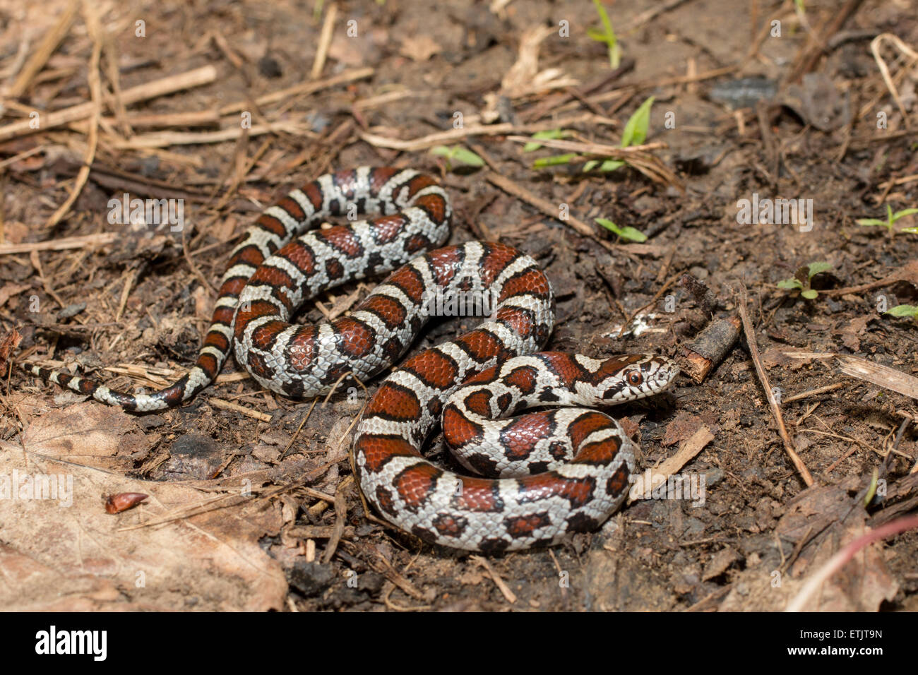Young eastern milk snake - Lampropeltis triangulum Stock Photo - Alamy