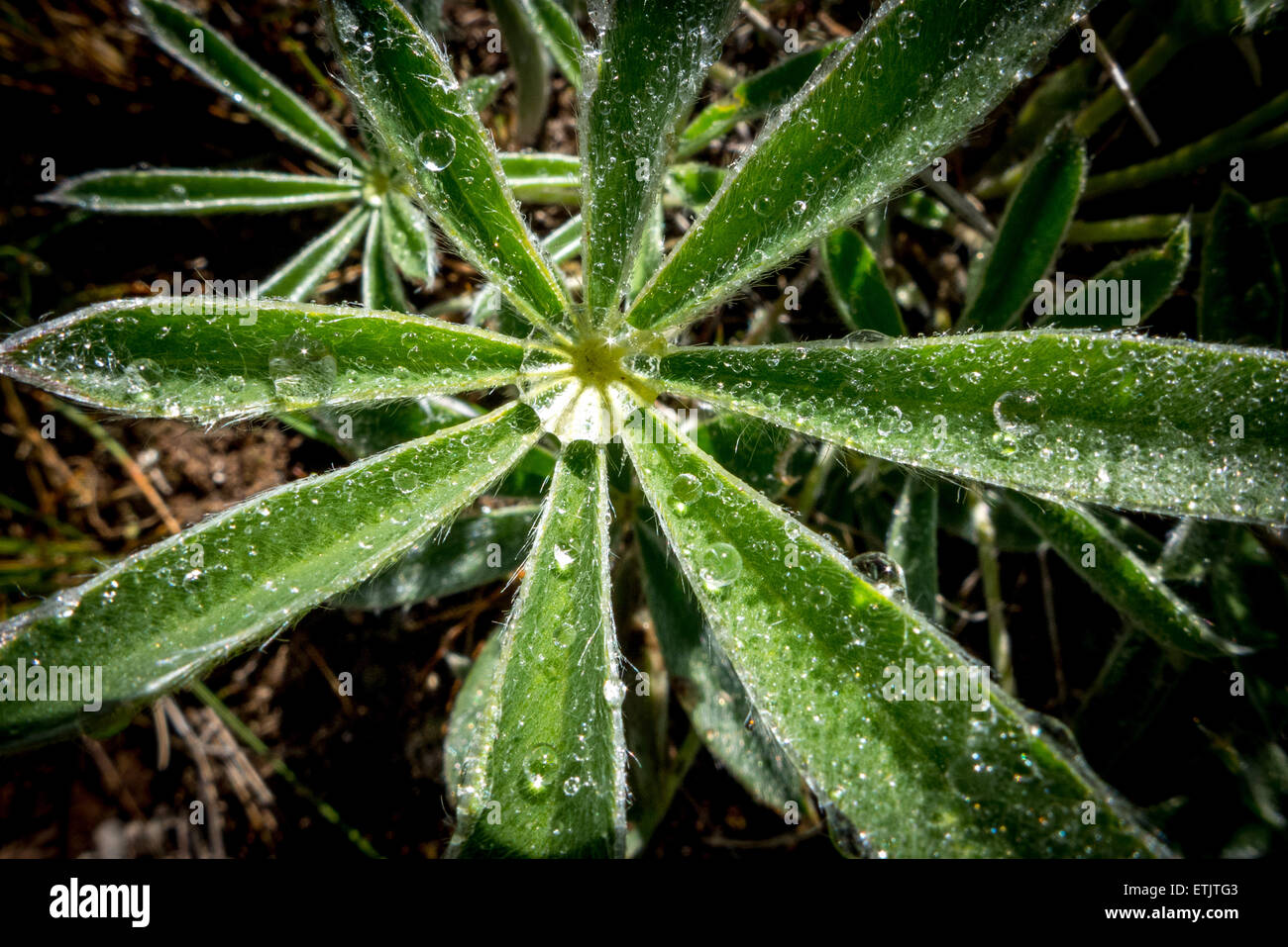 Water droplet in the leaves of a lupin on a wilderness trail within ...