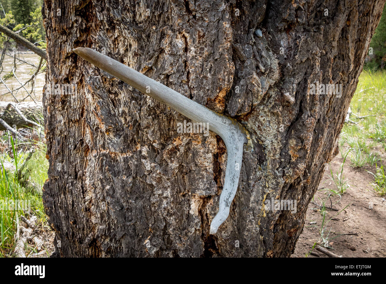 An elk antler stuck in a tree on a wilderness trail within Yellowstone ...